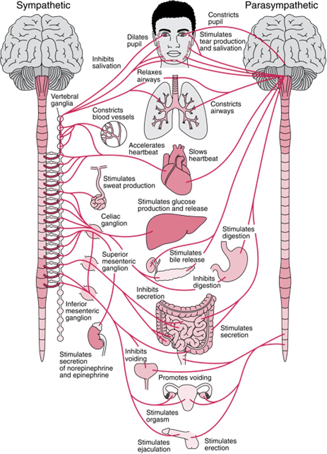 Overview Of The Autonomic Nervous System Neurologic Disorders Merck