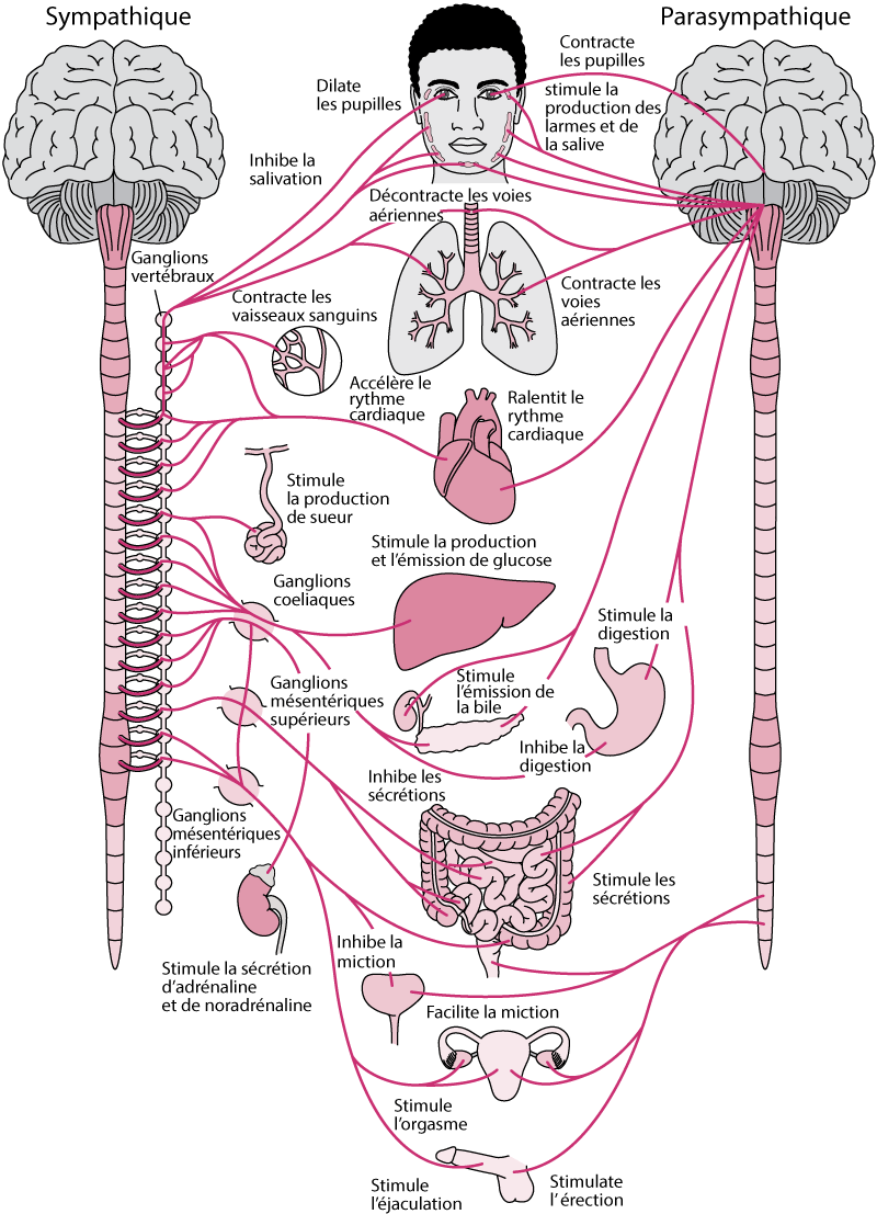 Revue générale du système nerveux végétatif - Troubles neurologiques ...