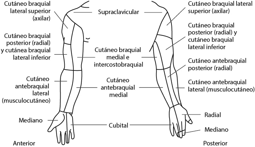 Image:Distribución de los nervios cutáneos: miembro superior-Manual MSD ...