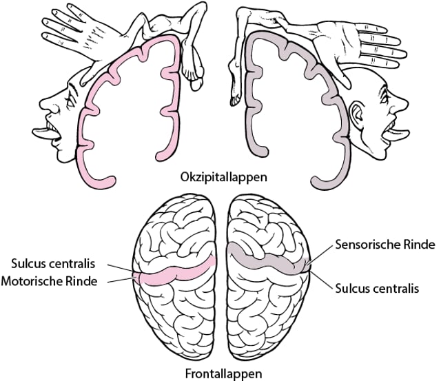 Übersicht über die Hirnfunktion - Übersicht über die Hirnfunktion - MSD ...