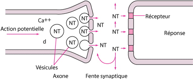 Neurotransmission - Troubles neurologiques - Édition professionnelle du ...