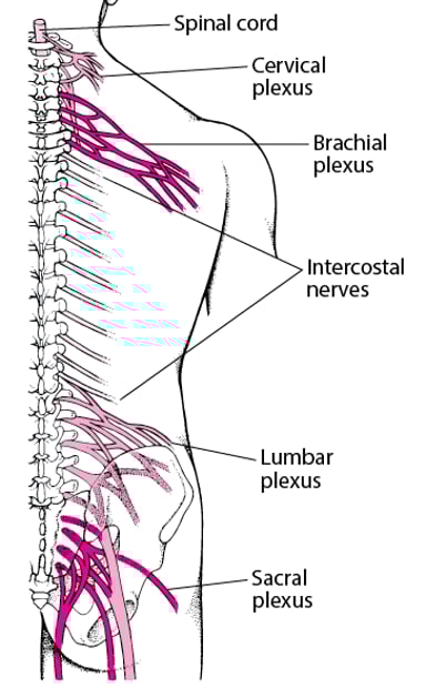 Brachial Plexus and Lumbosacral Plexus Disorders - Neurologic Disorders ...