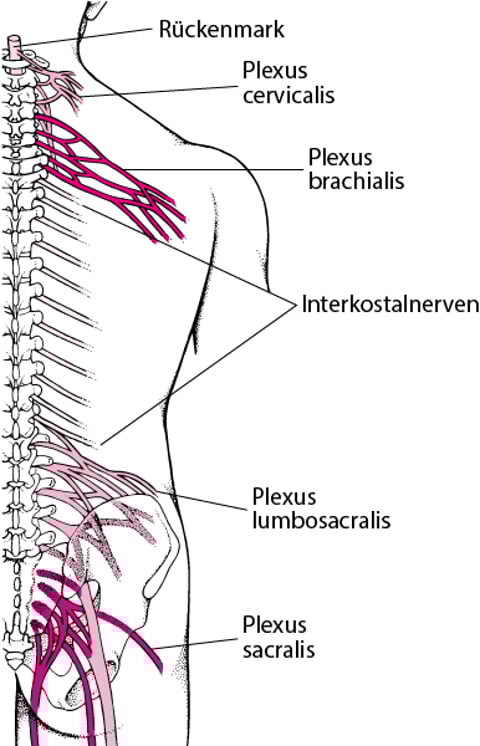 Störungen des Plexus brachialis und des Plexus lumbosacralis ...