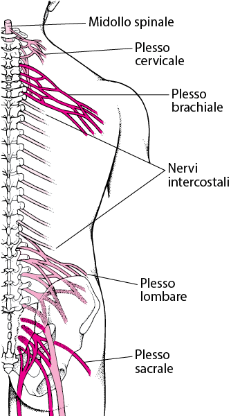 Disturbi del plesso brachiale e del plesso lombosacrale - Malattie ...