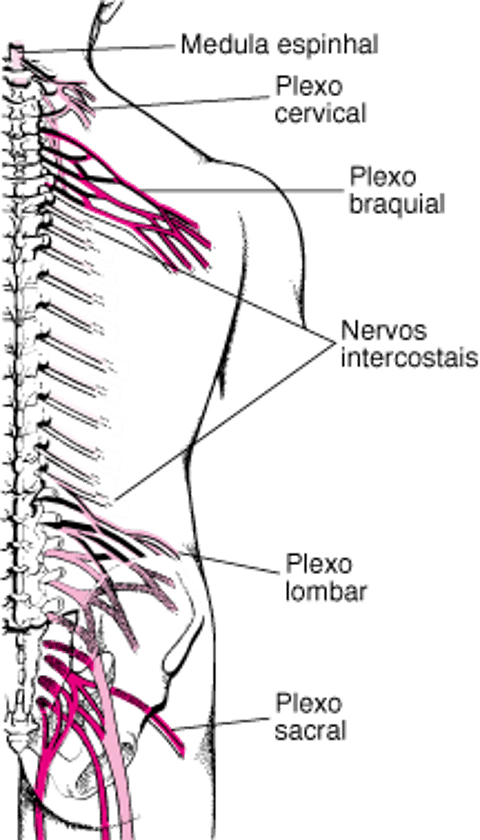 Image:Plexos-Manuais MSD edição para profissionais