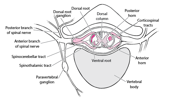 Overview of Spinal Cord Disorders - Neurologic Disorders - MSD Manual ...