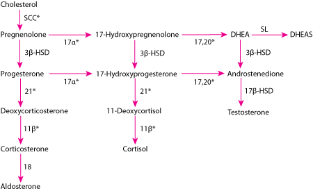 Congenital Adrenal Hyperplasia Caused by 21-Hydroxylase Deficiency ...