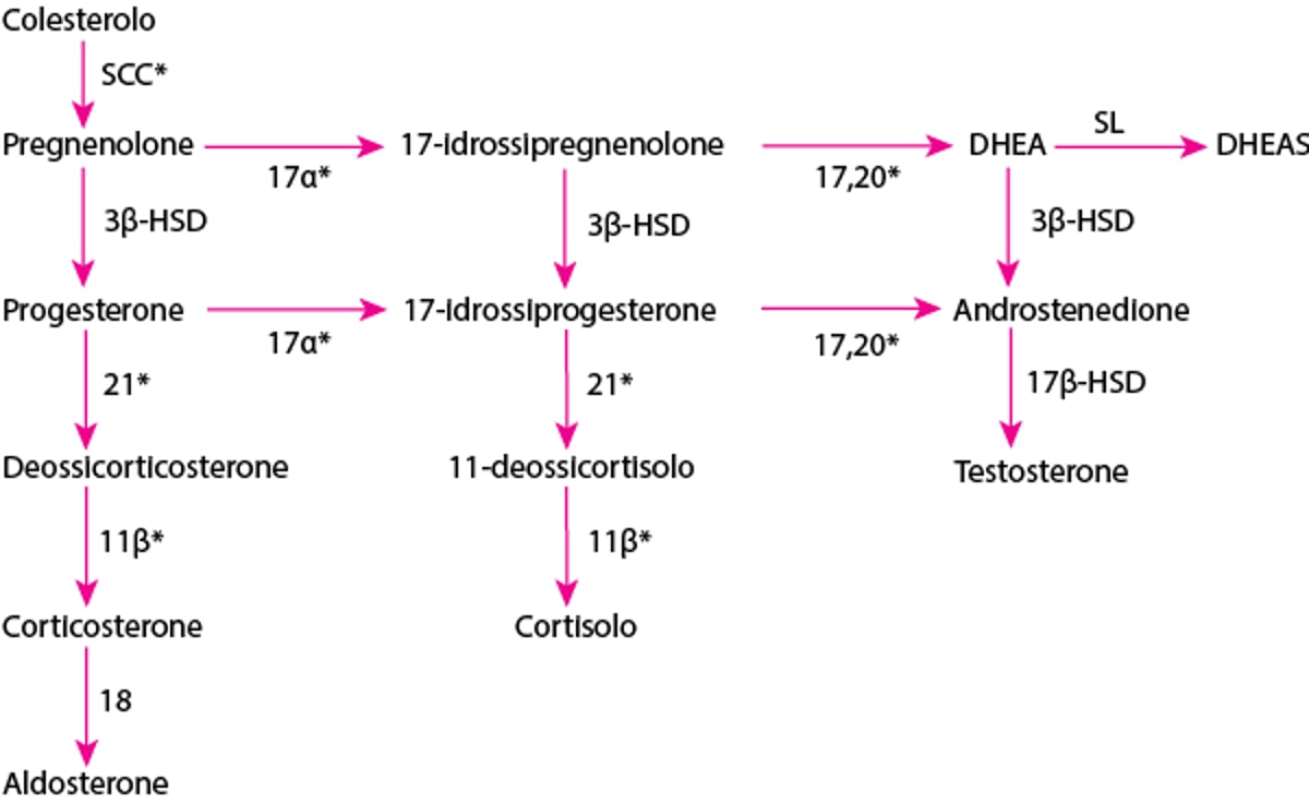 Image:Sintesi degli ormoni surrenalici-Manuali MSD Edizione Professionisti
