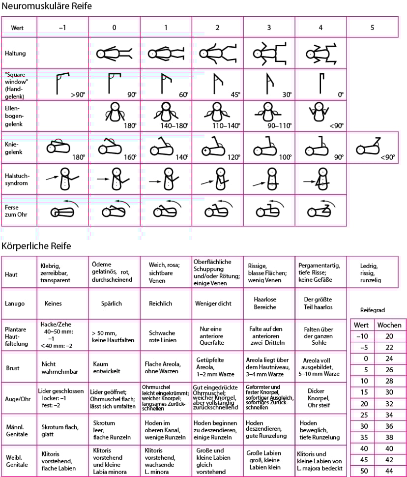 Image:Beurteilung der Schwangerschaftsdauer — neuer Ballard-Score-MSD ...