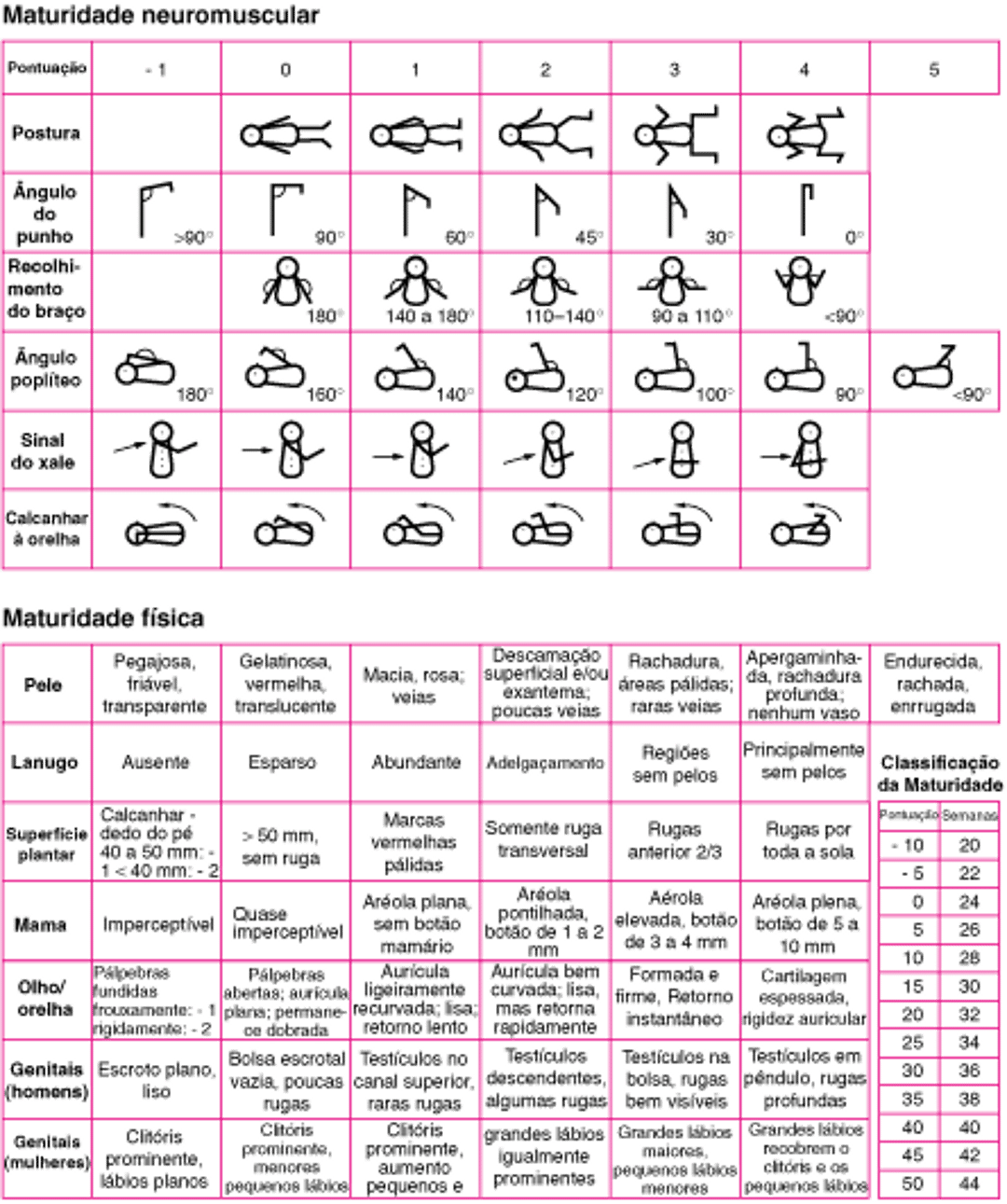 Image:Avaliação da idade gestacional — nova escala de Ballard-Manuais ...