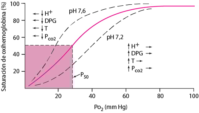 Medición del intercambio gaseoso - Trastornos pulmonares - Manual Merck ...
