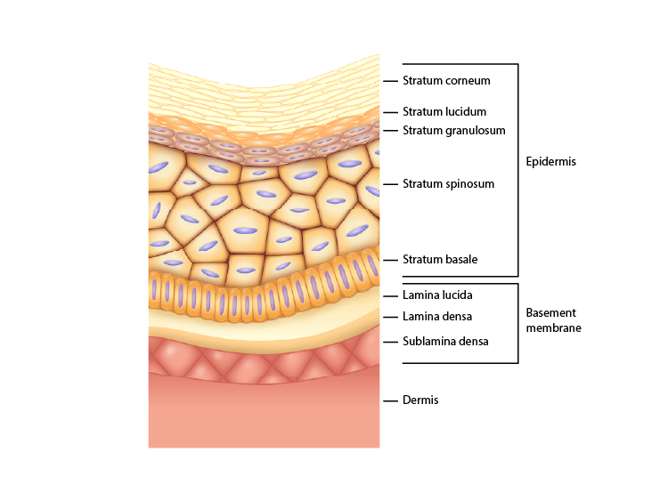 Cors et durillons - Troubles dermatologiques - Édition professionnelle ...