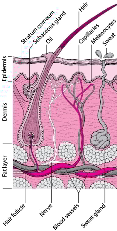 Image:Cross-Section of the Skin and Skin Structures-Merck Manual ...