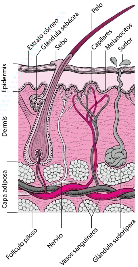 Descripción de las lesiones cutáneas - Descripción de las lesiones ...