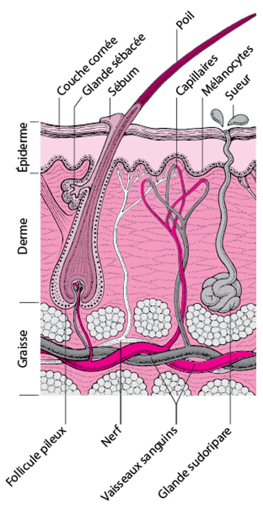Description des lésions cutanées - Dermatologie - Édition ...