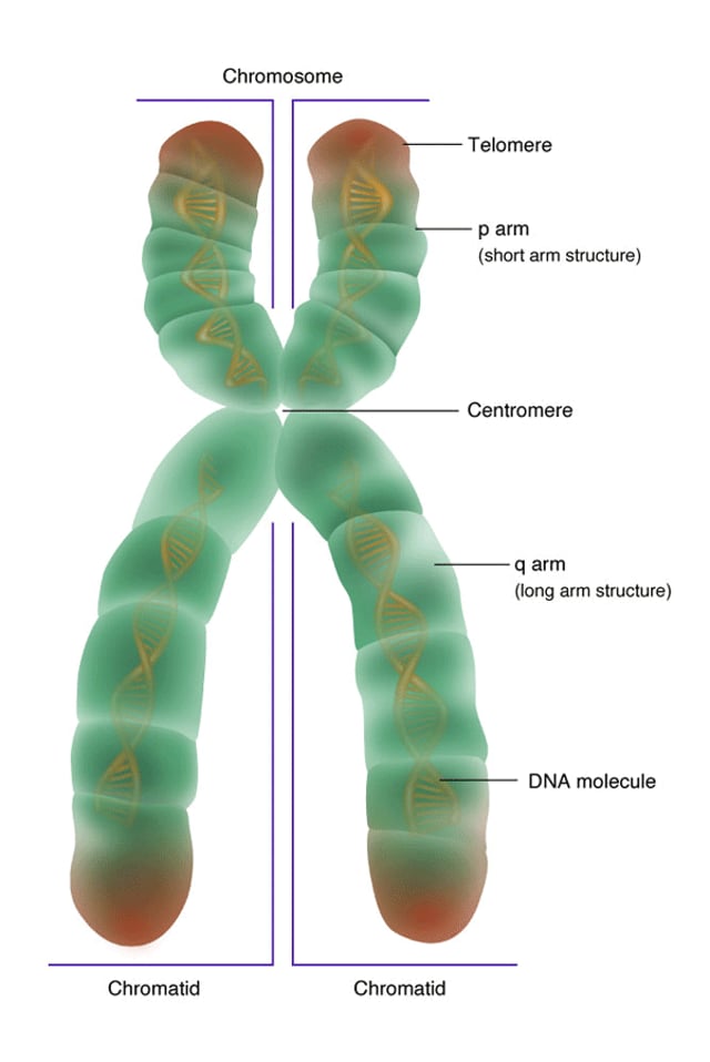 Image:Structure of a Chromosome-Merck Manual Professional Edition