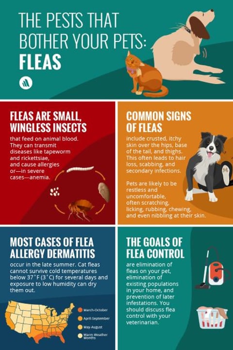 Fleas of Dogs - Dog Owners - Merck Veterinary Manual