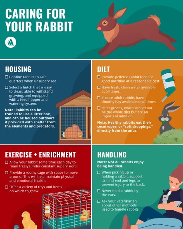 Providing a Home for a Rabbit - All Other Pets - Merck Veterinary Manual