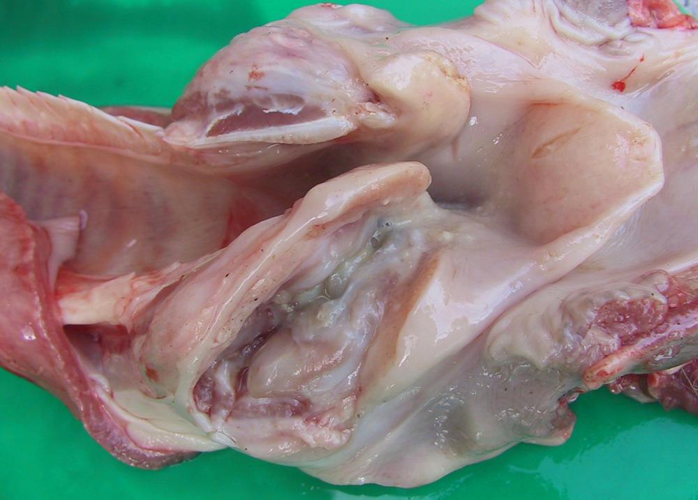 Image:Laryngeal chondritis, sheep-Merck Veterinary Manual