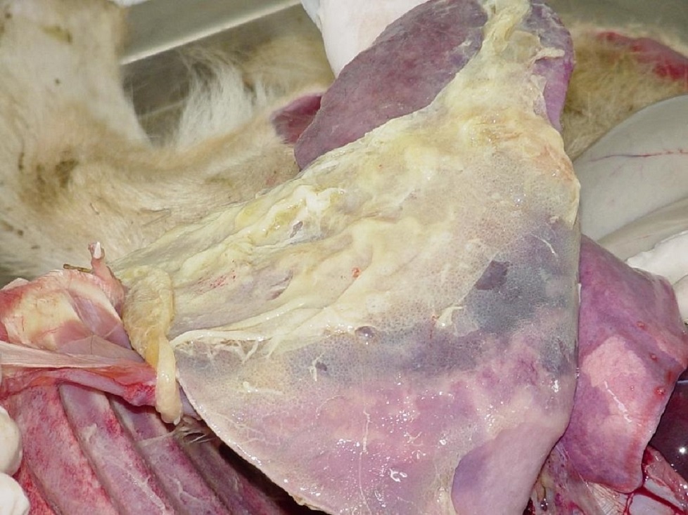 Image:Acute contagious caprine pleuropneumonia lesion, lung-Merck ...