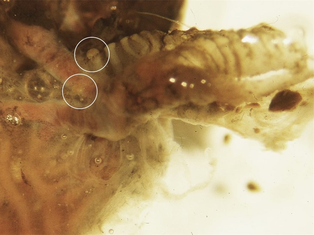 Air Sac Mite in Poultry - Poultry - MSD Veterinary Manual