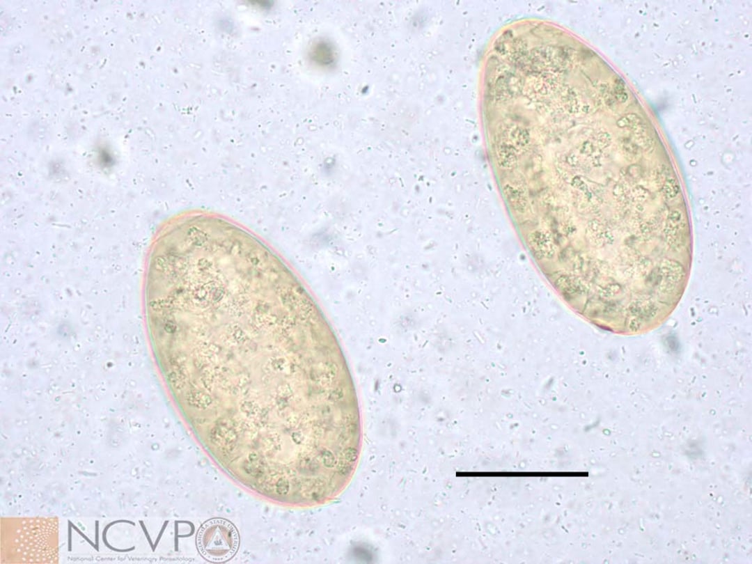 Flukes in Small Animals - Digestive System - MSD Veterinary Manual