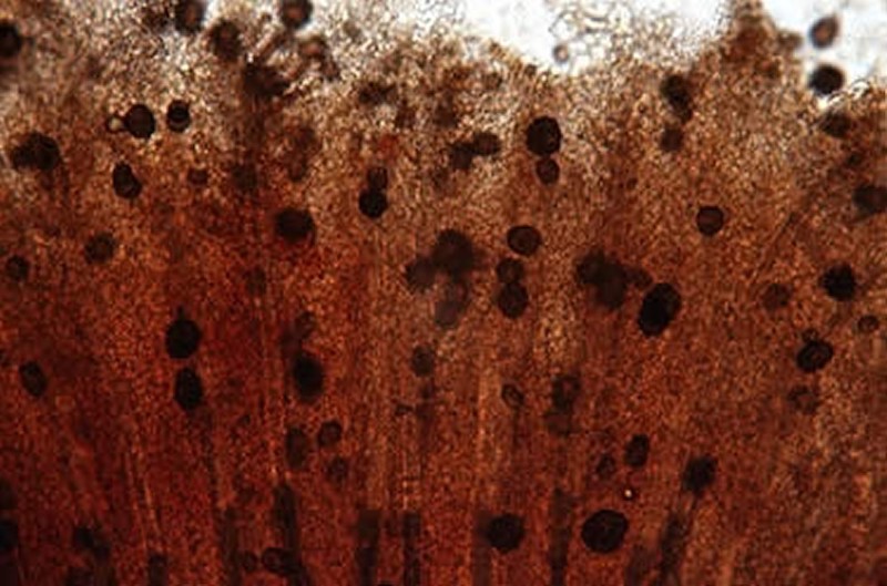 Parasitic Diseases of Fish - Exotic and Laboratory Animals - MSD ...