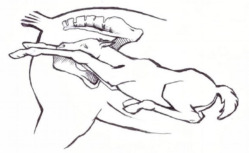 Image:Anterior dorsosacral delivery, foal-Merck Veterinary Manual