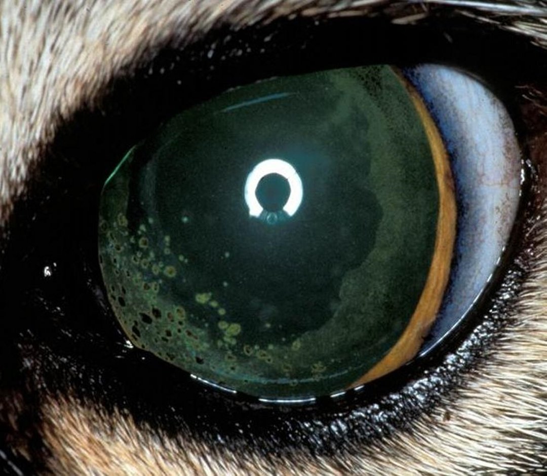 Image:Anterior uveitis associated with feline immunodeficiency virus ...
