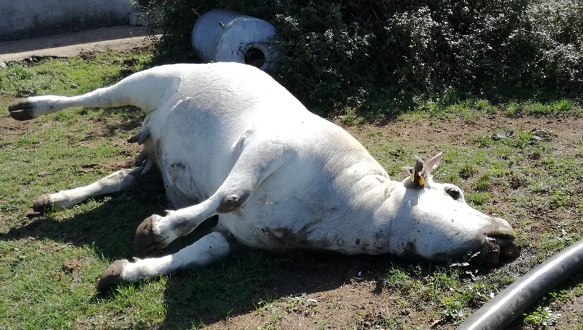 Anthrax in Animals - Infectious Diseases - MSD Veterinary Manual