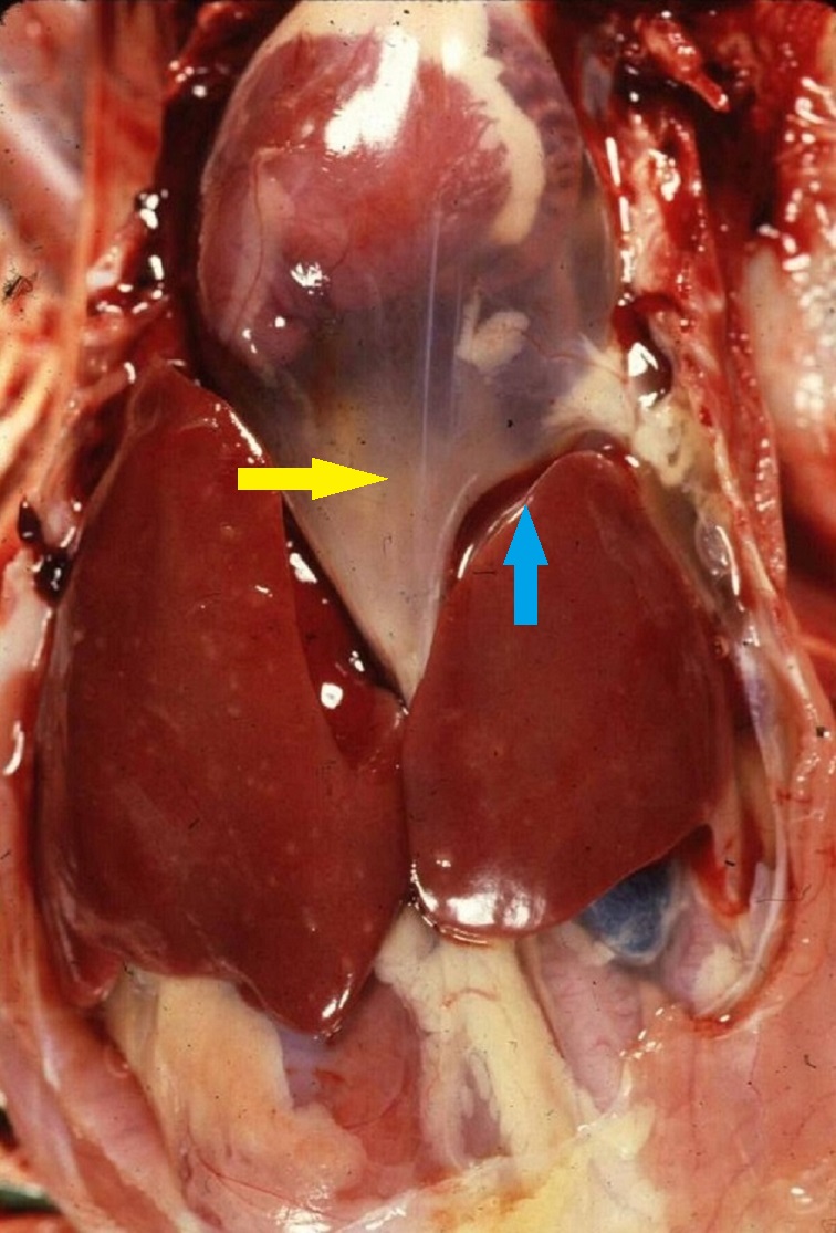 Image:Ascites syndrome, swollen livers, chick-Merck Veterinary Manual