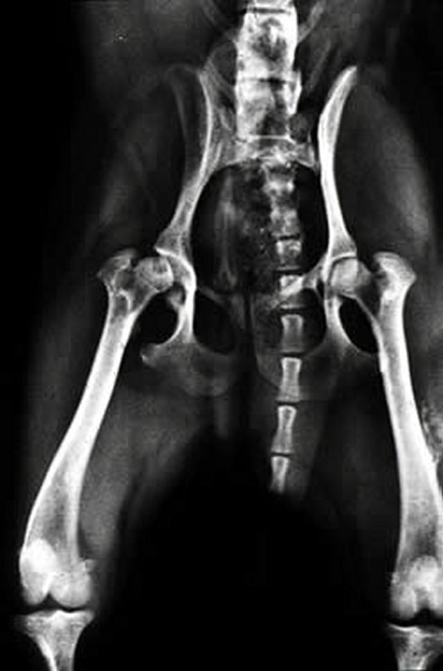 Aseptic Necrosis of the Femoral Head in Dogs - Musculoskeletal System ...