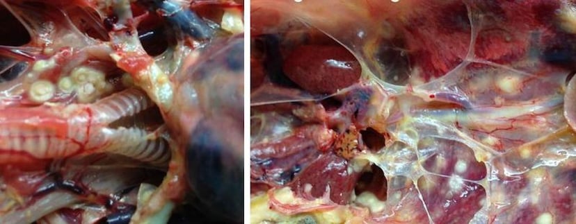 Mycotic Diseases of Pet Birds - Mycotic Diseases of Pet Birds - MSD ...