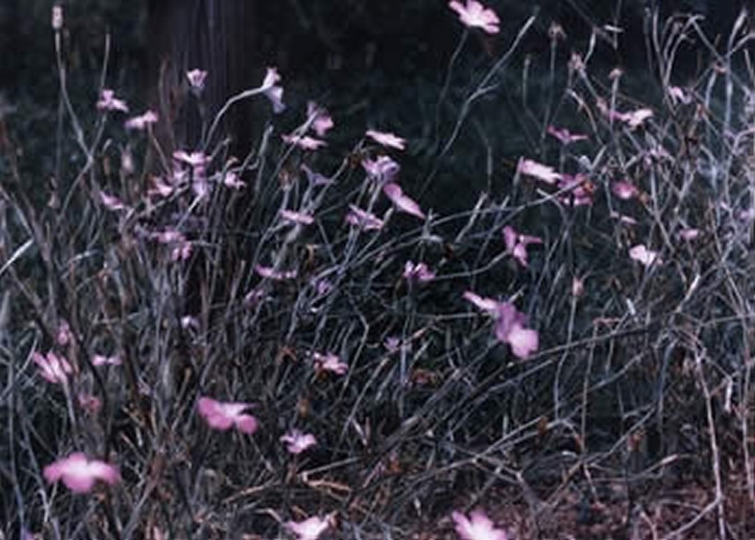 Table: Poisonous Range Plants of Temperate North America-Merck ...
