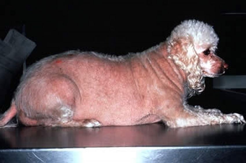 Image:Alopecia, hyperadrenocorticism, Poodle-Merck Veterinary Manual