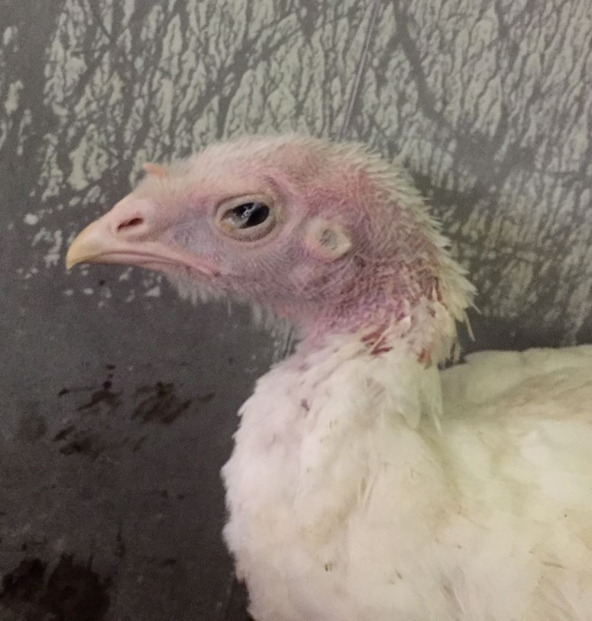 Image:Avian metapneumovirus infection, mucopurulent ocular discharge ...