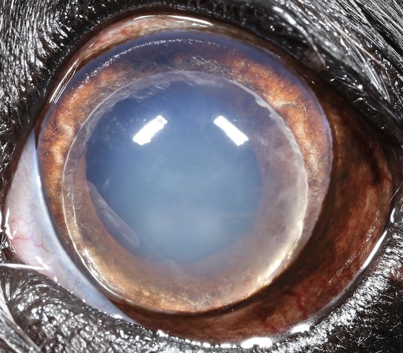 Image:Anterior lens luxation, dog-Merck Veterinary Manual