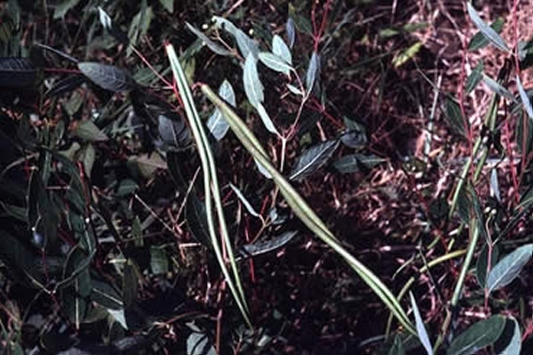 Range Plants of Temperate North America - Range Plants of Temperate ...