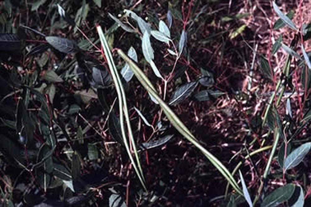 Image:Apocynum spp, fruit (pods)-Merck Veterinary Manual