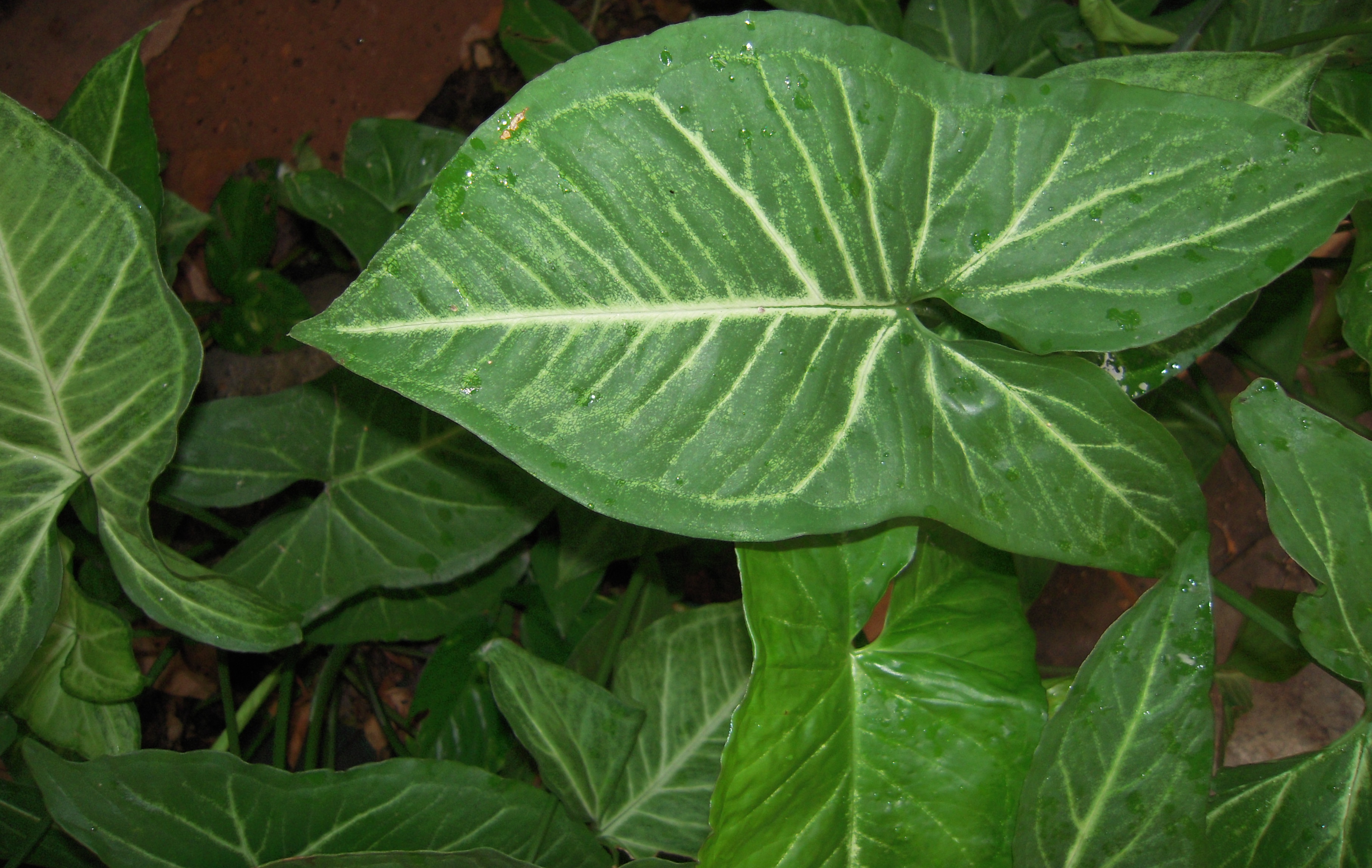Image:Arrowhead vine leaf (Syngonium spp)-MSD Veterinary Manual