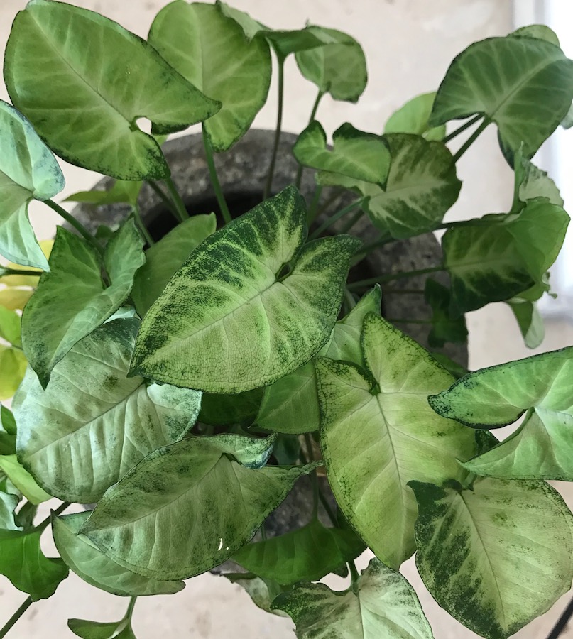 Image:Arrowhead vine (Syngonium spp)-Merck Veterinary Manual