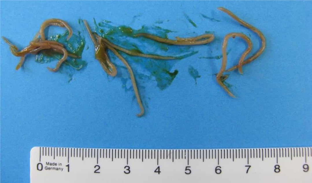 Image:Ascaridia galli, pollo-Manual de veterinaria de MSD