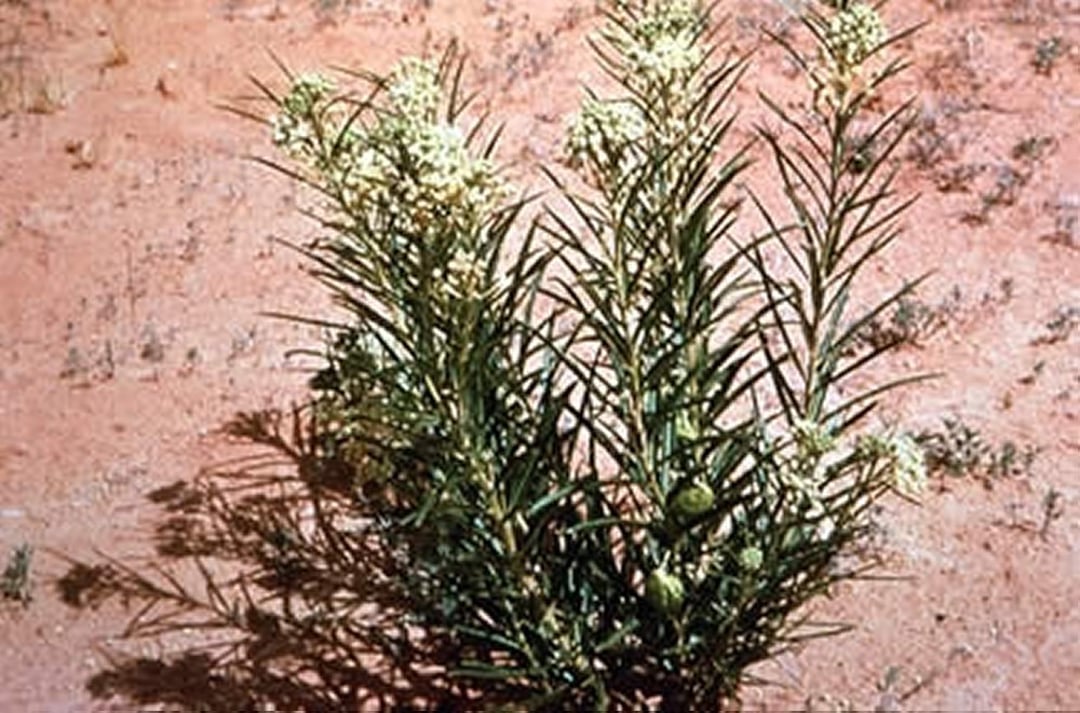 Image:Asclepias labriformis (Labriform Milkweed)-Merck Veterinary Manual