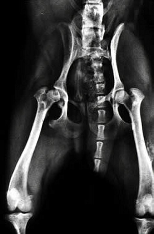Necrose asséptica da cabeça do fêmur em cães - Musculoskeletal System ...