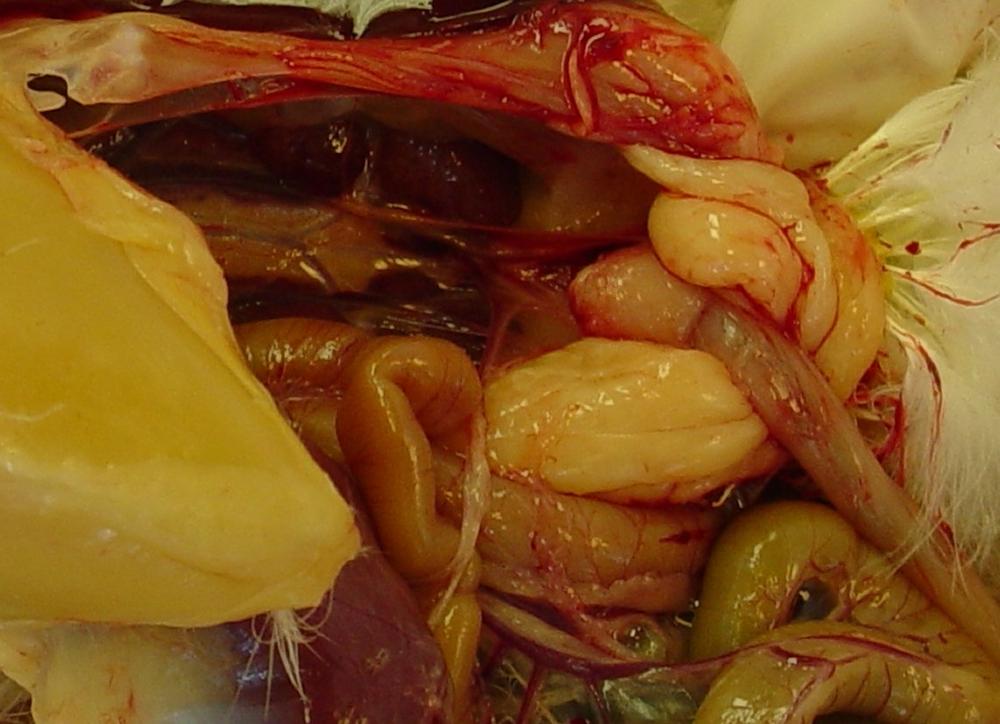 Image:Bolsa sinovial cloacal atrófica, virus de la bursitis infecciosa ...