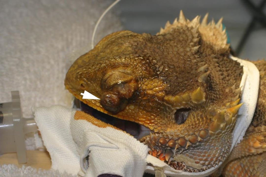 Image:Squamous cell carcinoma, lower eyelid, bearded dragon-MSD ...