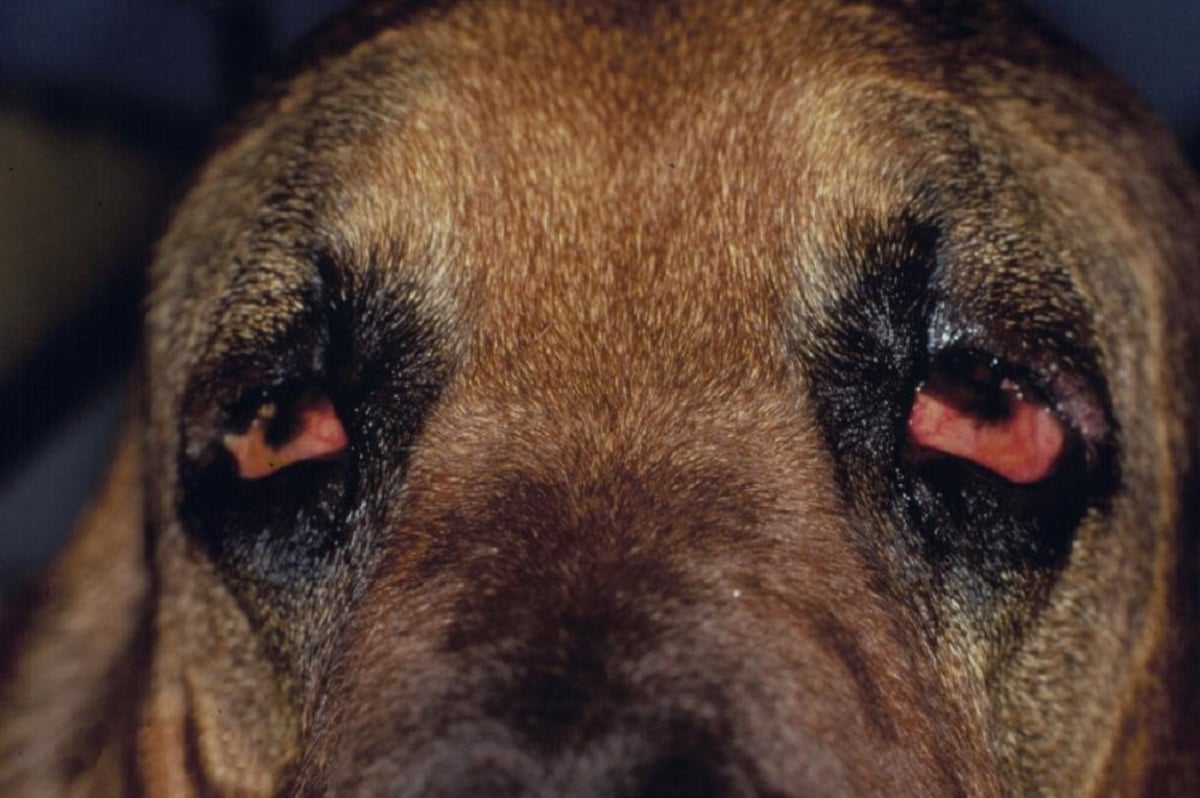 Image:Bilateral ectropion, Bloodhound-Merck Veterinary Manual