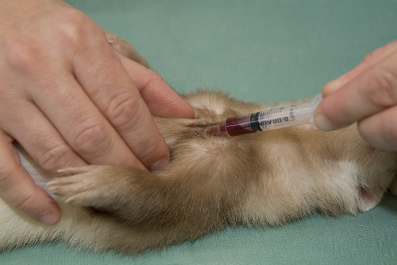 Image:Venous blood sample collection, ferret-MSD Veterinary Manual
