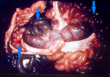 Image:Blood-filled intestines, bovine-MSD Veterinary Manual