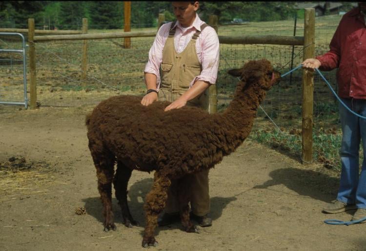 Image:Body condition scoring, alpaca-Merck Veterinary Manual